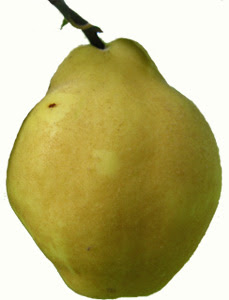 Groente en Fruit voor jou!: Kweepeer