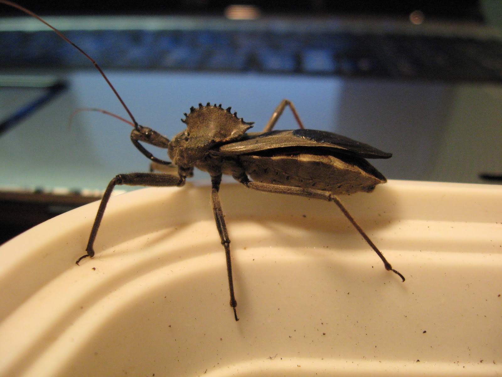 Normal Biology: Inventing the Wheel(bug)