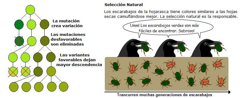 Bear&Bunny: Adaptacion y Especiacion