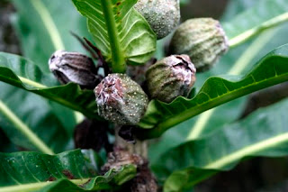 Gardencore: Lubi-lubi (Ficus pseudopalma)