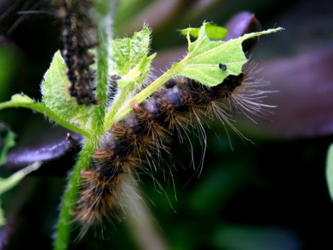 Gardencore: Higad Time Again