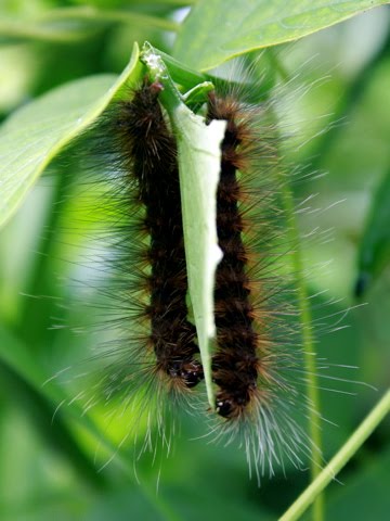 Gardencore: Higad Time Again