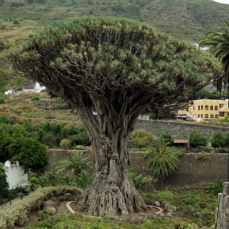 The World´s Tree Species: Dragon tree - Dracaena draco