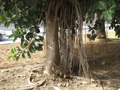 The World´s Tree Species: Rubber tree - Ficus elastica