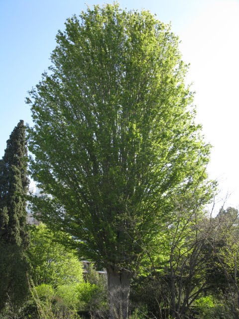 The World´s Tree Species: Caucasian Zelkova - Zelkova carpinifolia