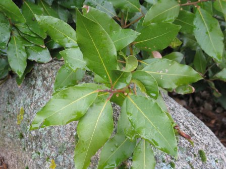The World´s Tree Species: Bay Laurel - Laurus nobilis L.