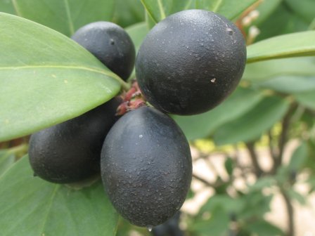 The World´s Tree Species: Bushman´s poison - Acokanthera oblongifolia