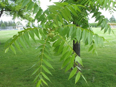 The World´s Tree Species: Eastern Black Walnut - Juglans nigra