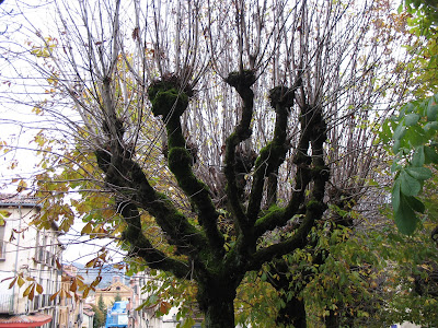 The World´s Tree Species: Harry Potter Tree look alike