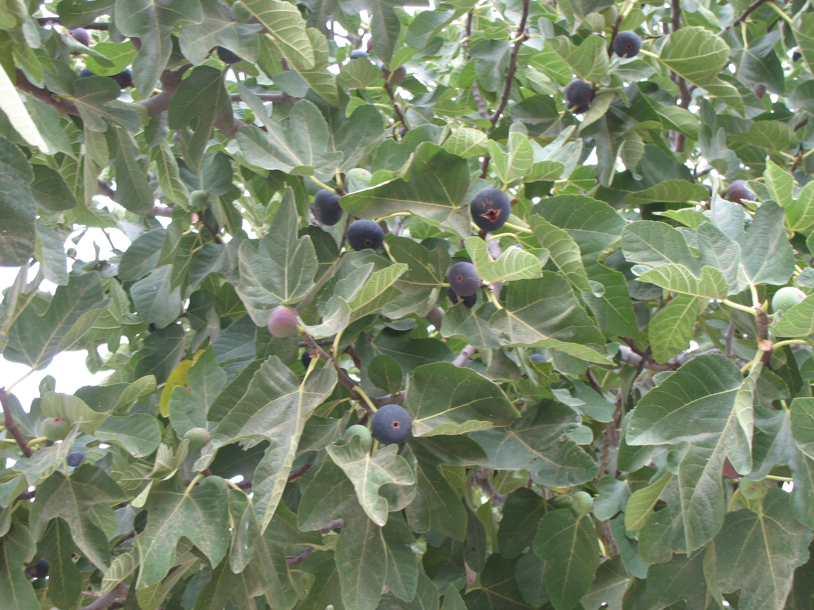 The World´s Tree Species: First Fruits of the Fig Tree - Breva crop