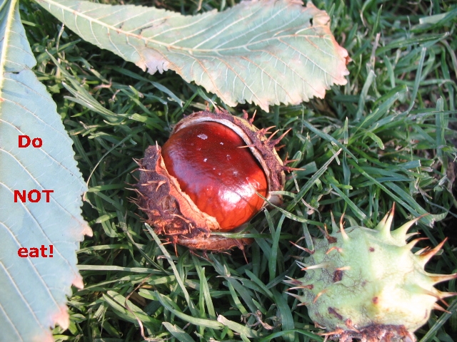 The World´s Tree Species: Non-edible Chestnuts