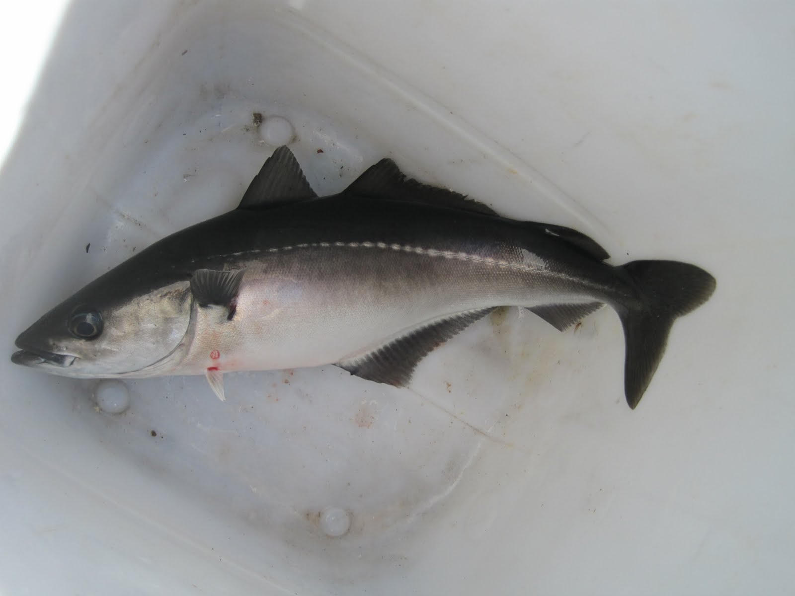 Shelby and Kjerstin's Scandinavian Adventure