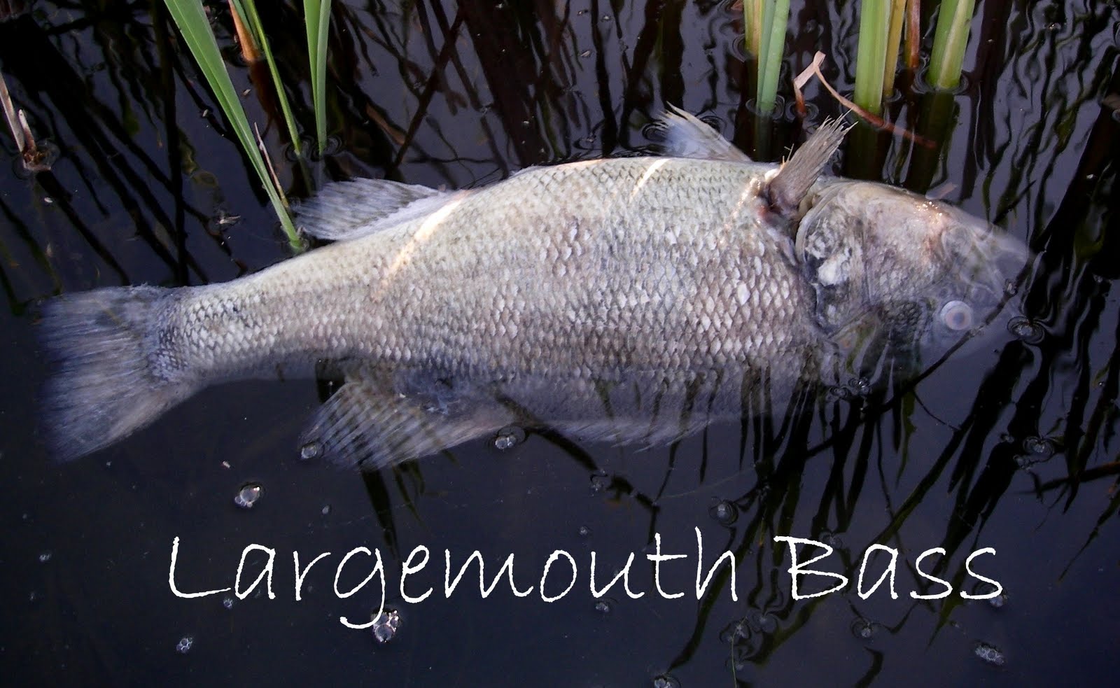 Colorado Fly Fishing Reports: Dead Fish Do Tell Tales