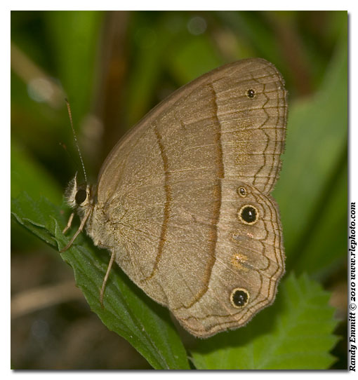 Randy & Meg's Garden Paradise: Satyr Butterflies from Belize