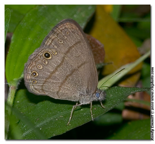 Randy & Meg's Garden Paradise: Satyr Butterflies from Belize