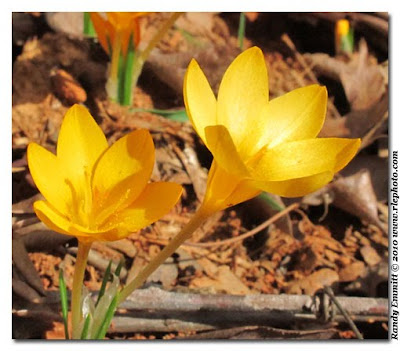 Randy & Meg's Garden Paradise: Hocus Pocus Crocus