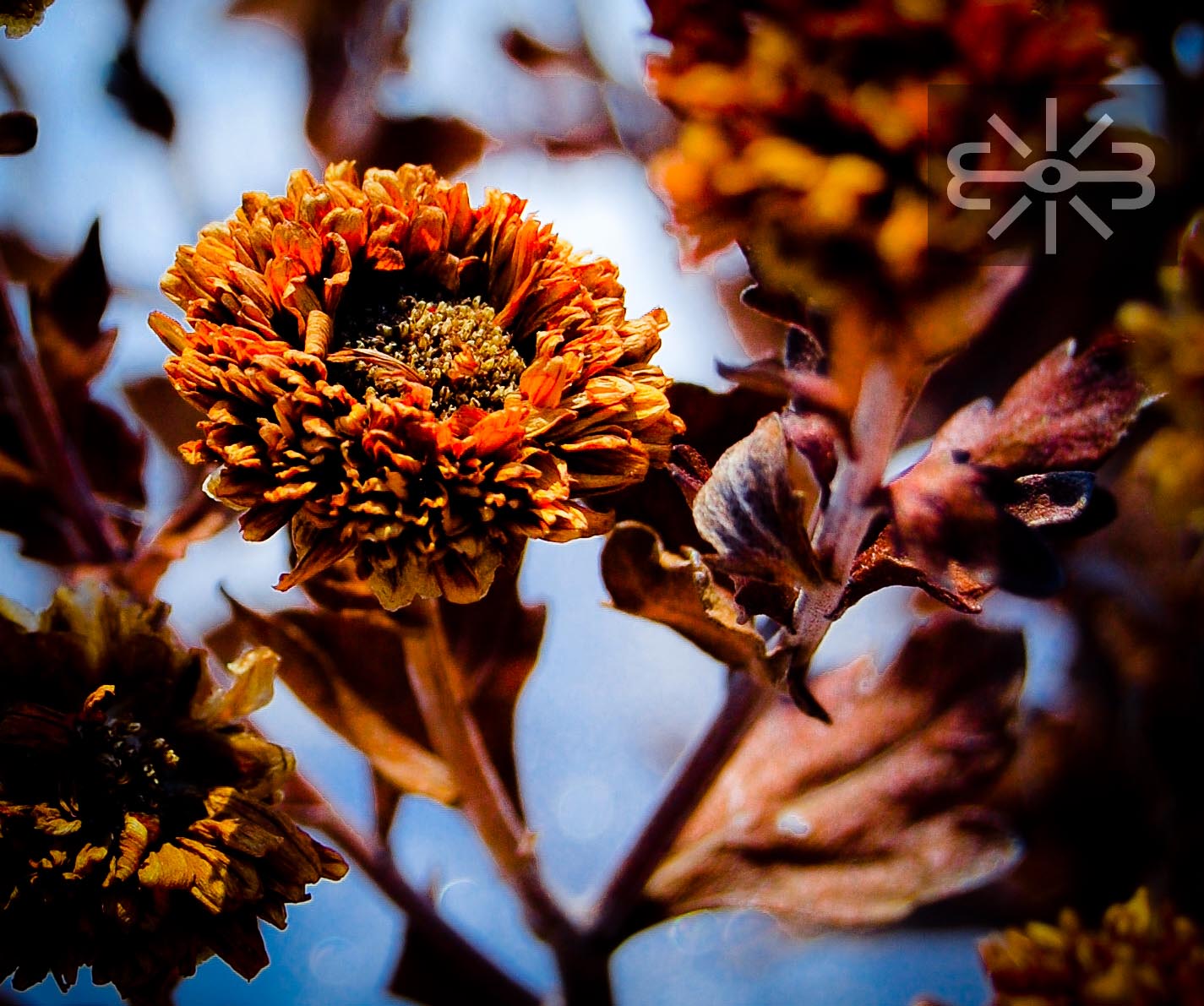 Cottage Industrious: Brown Flowers