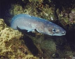 MÉTODO DE LA CIENCIAS: FISIOLOGÍA DE UN PEZ