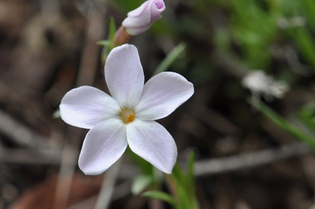 The Big Trip: Yellowstone Plants