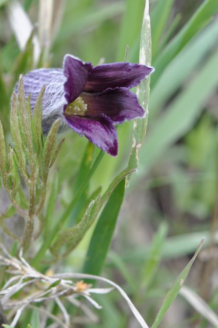 The Big Trip: Yellowstone Plants