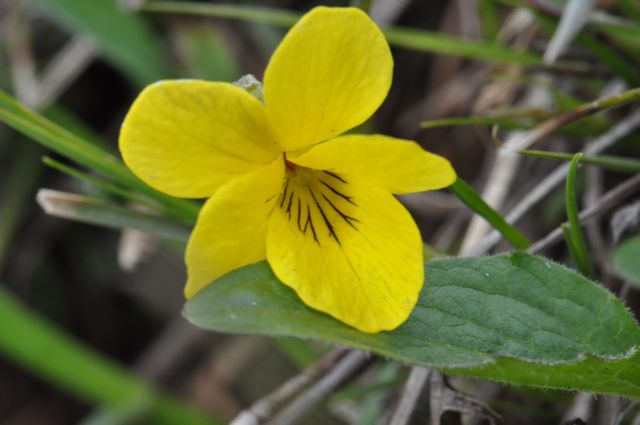 The Big Trip: Yellowstone Plants