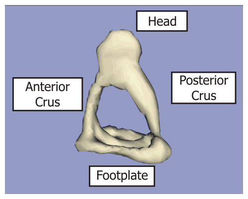 Amazing Facts: Do You Know The Smallest Bone In The Human Body....???