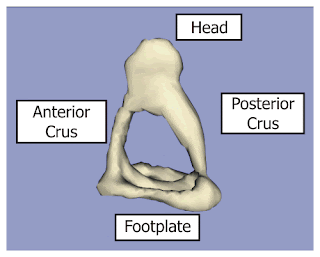 Amazing Facts: Do You Know The Smallest Bone In The Human Body....???