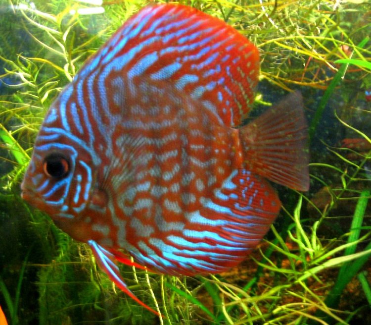 Aquarismo - Hobby e Paixão: - Conhecendo mais o Acará Disco