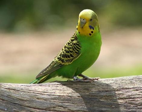 Budgies are Awesome: Australia: Homeland of Budgies (4)