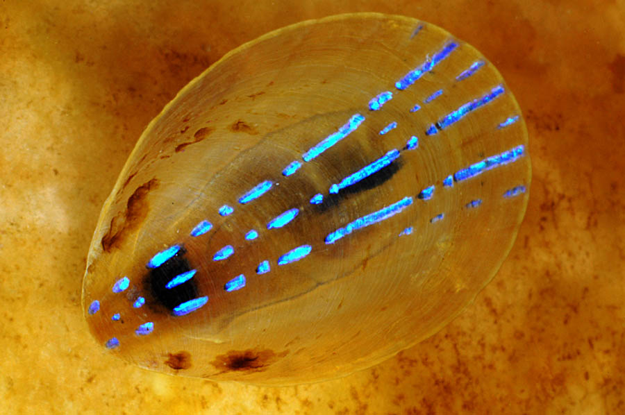 Pembrokeshire Wildlife: September 2010