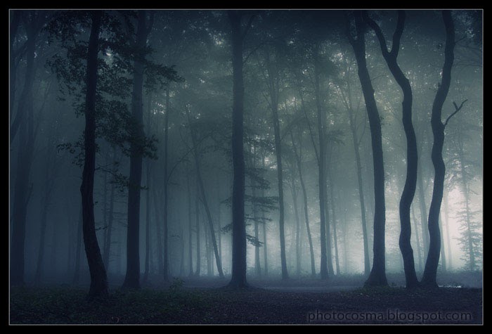 Light Echoes: Mysterious Forest I