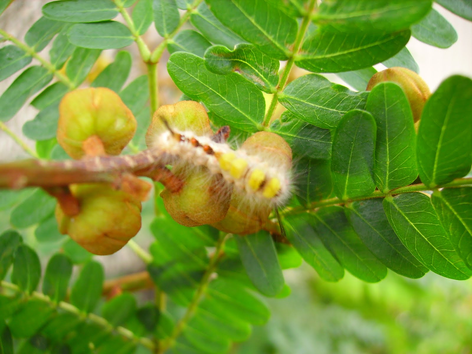 Garden Chronicles of James David: Copper Pod Tree - Peltophorum pterocarpum