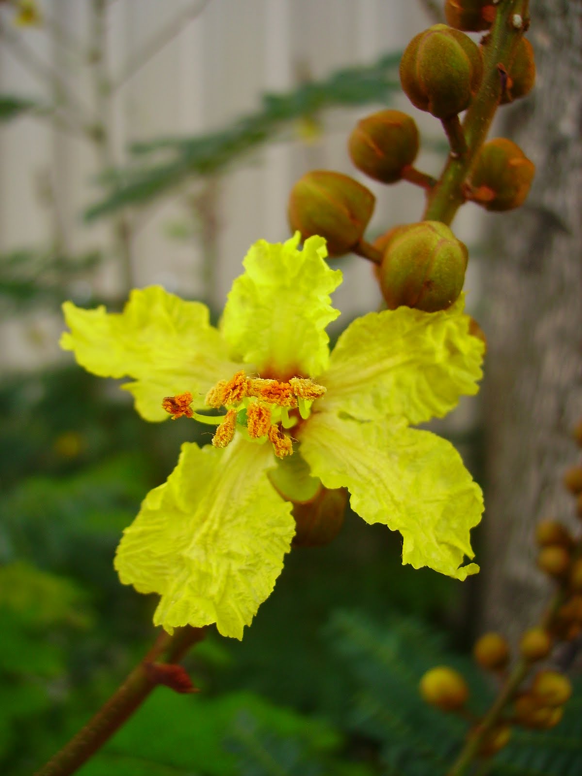 Garden Chronicles of James David: Copper Pod Tree - Peltophorum pterocarpum