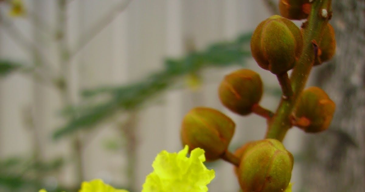 Garden Chronicles: Copper Pod Tree - Peltophorum pterocarpum