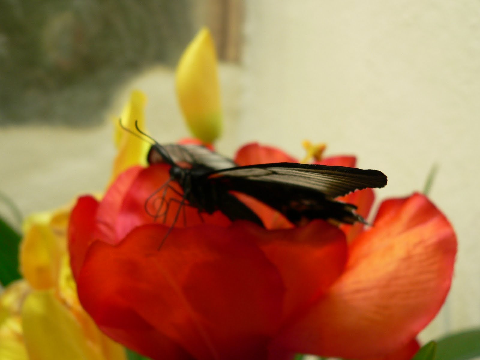 Patrizio Mario Mergè