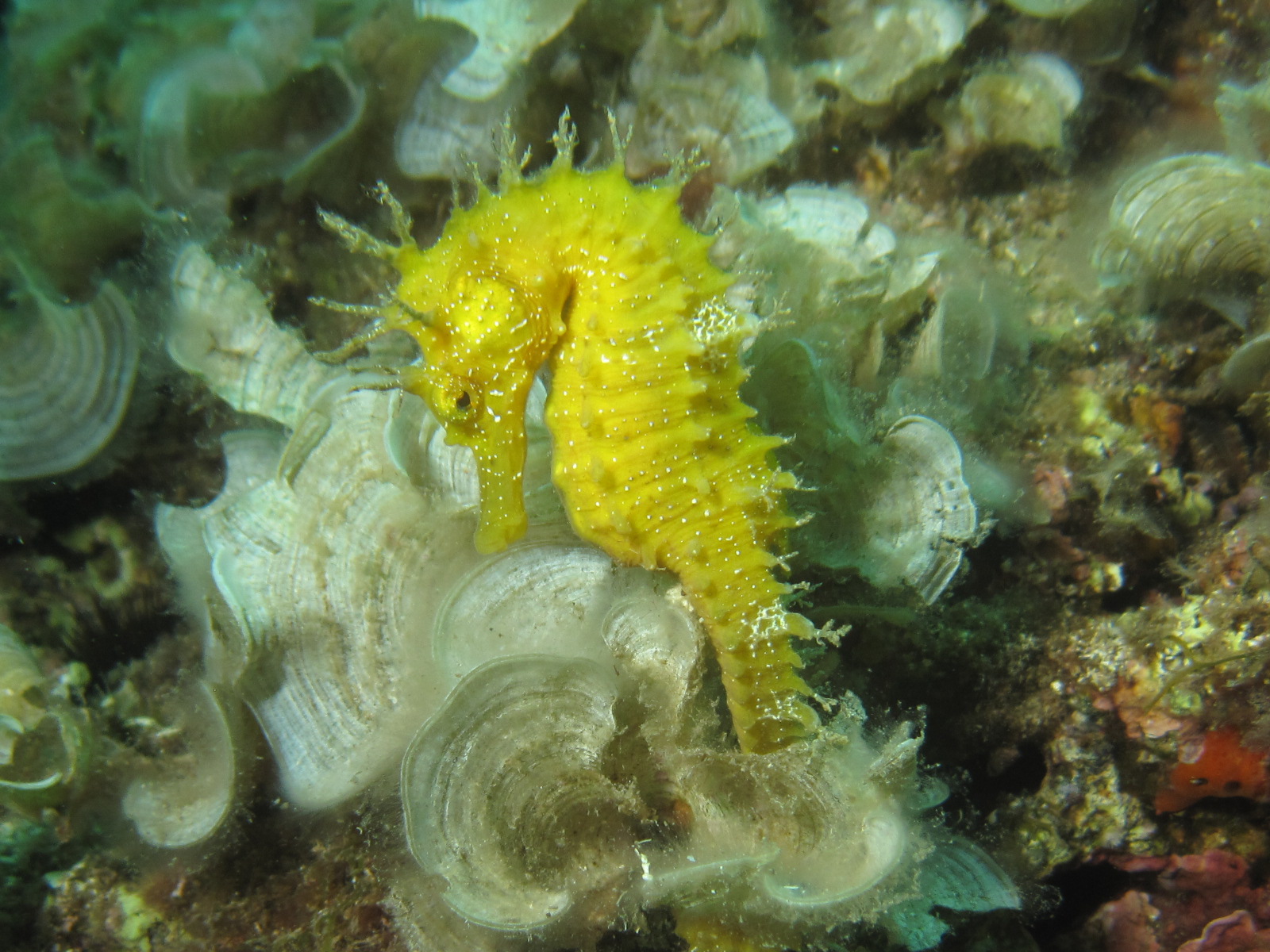 Biologia marina: Il cavalluccio marino