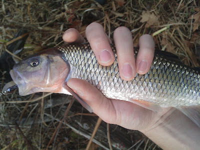 The Freshwater Fishing Blog of New England: Fall Fallfish