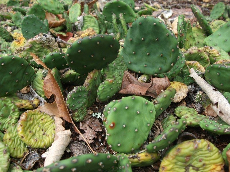 Westwood Trails, Guilford