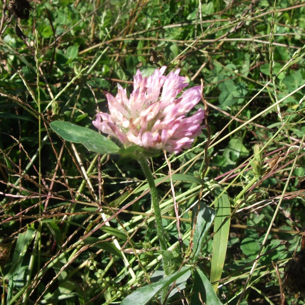 Fall Wildflower Hunt