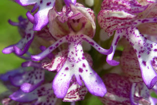 Orchids Flowers: Bunga Anggrek Monyet