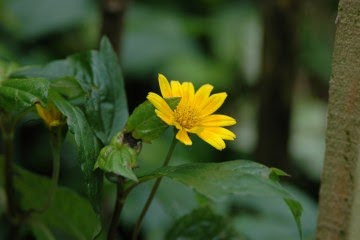 WARNA-WARNI KEHIDUPAN: KENALI POKOK SERUNAI LAUT