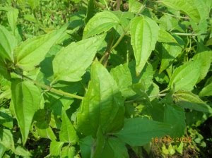 LAMAN-SERi : MeNCaRi KeReDHaaN-MU: Pokok Serunai Laut