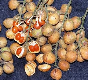 MAMBANG Di AWAN: Dunia Botani: Buah jentik-jentik unik, sukar ditemui