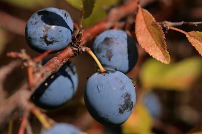 naturaleza en asturias: Frutos silvestres
