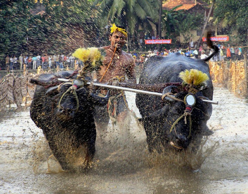 Traditional Art: Kambala - Race Of Buffaloes