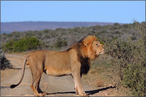 How tall is a lion or a tiger standing bipedal? - Page 4 - Animal vs Animal