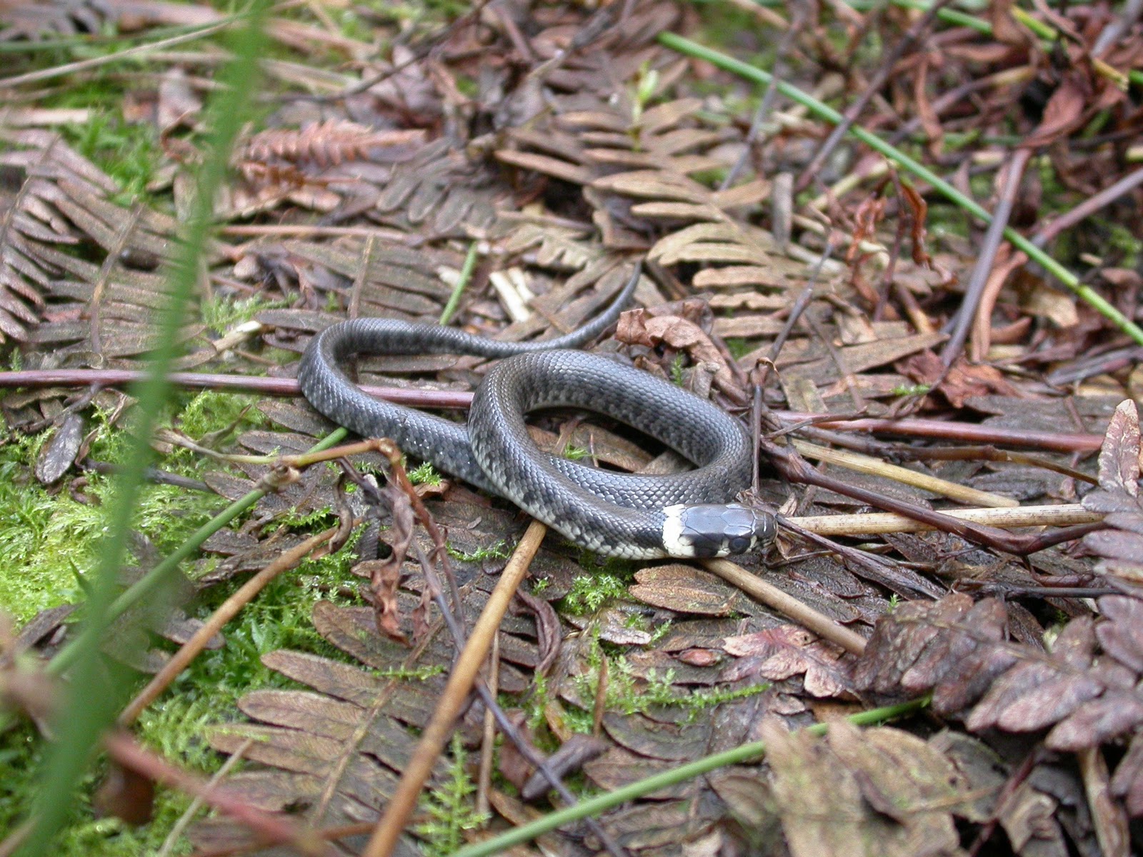 The Lyons Share: Three tiny Grass Snakes