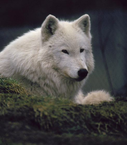 solitudy tankar: Rekel