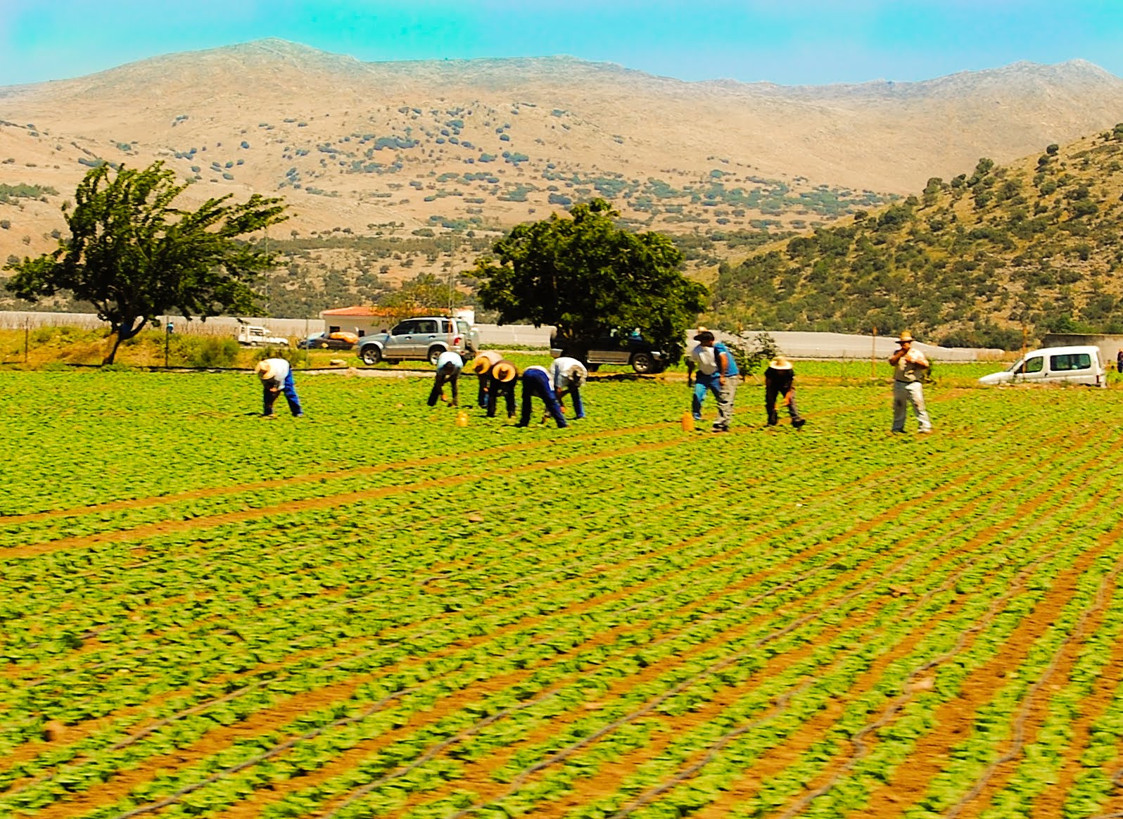 el cocoliche de Euge: Cosecha