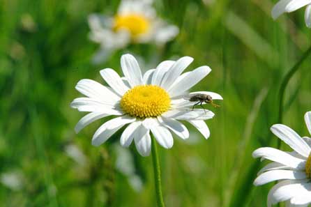 San Bizente H.H. 4 urte: 10. GAIA: UDABERRIAN